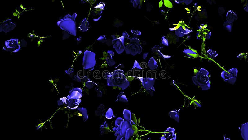 Falling Blue Roses on Black Background Stock Footage - Video of blossom ...