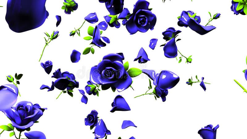 Falling Blue Roses on White Background Stock Video - Video of lovely ...