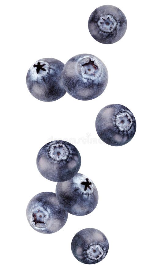Falling Blueberries Isolated on White Background. Stock Photo - Image ...