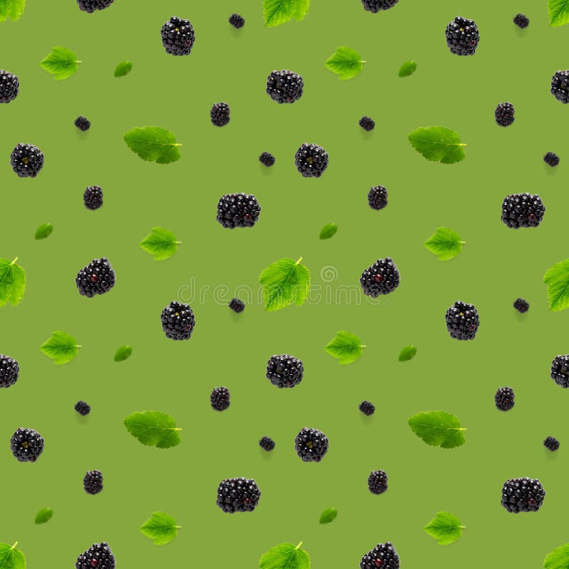 Blackberry, Wild Blackberry Complex, Shrubby Blackberry, European ...