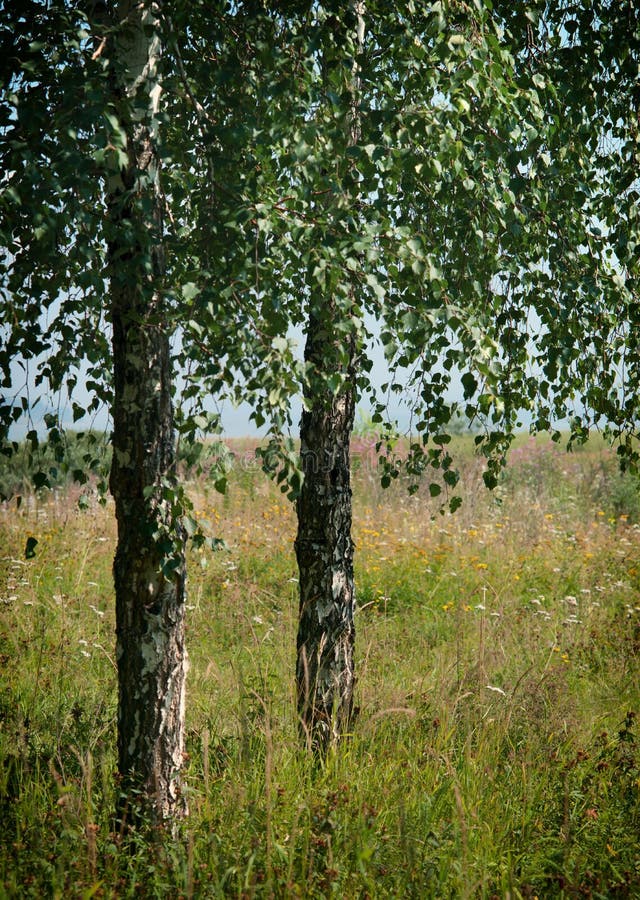 Falling Branches of Birches on a Hot Summer Day Stock Photo - Image of ...