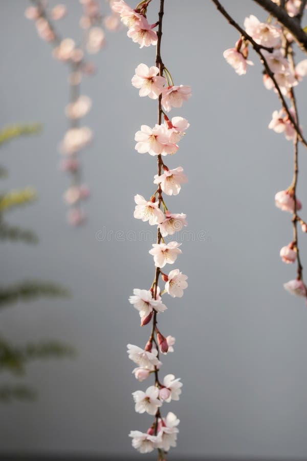 Falling Cherry Blossoms Gently Floating Towards the Ground. Stock Photo ...