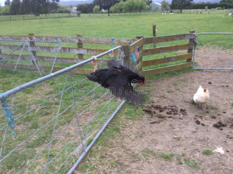 Falling Chicken stock image. Image of wings, chicken - 48335403