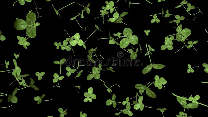 Falling Clover Leaves Isolated on White Background Stock Video - Video ...
