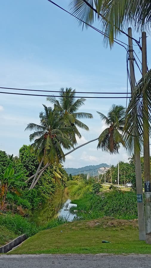 Falling Coconut Tree in a Village Stock Photo - Image of garden ...