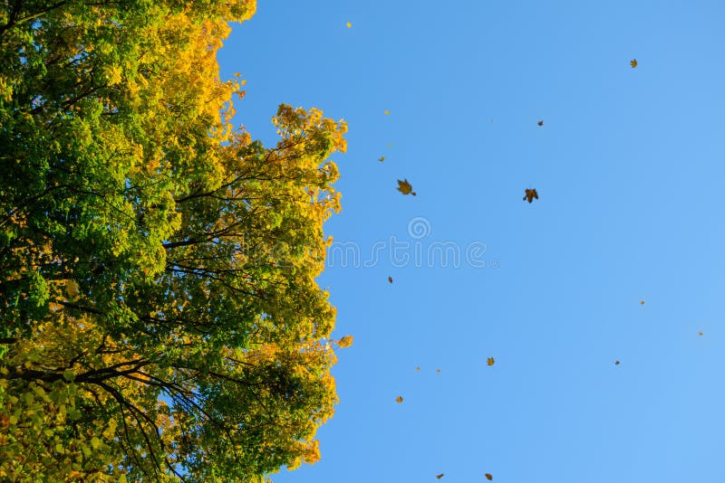 Falling Colorful Autumn Leafs and Tree Over Deep Blue Sky Stock Photo ...