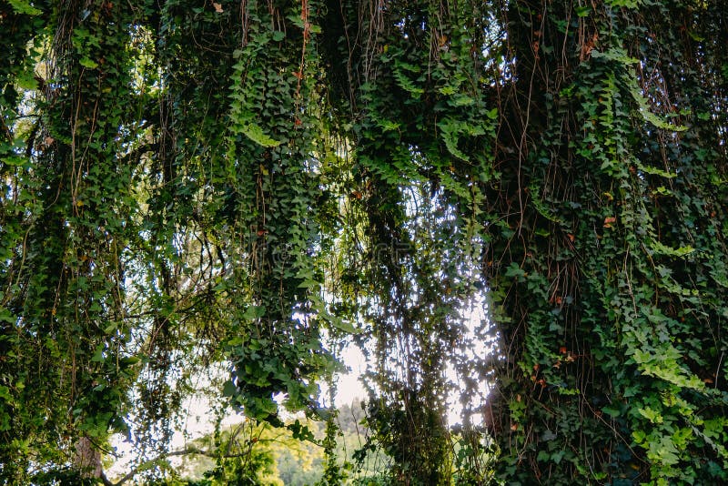Falling Creeper Plant Leaves Pattern Backdrop Stock Photo - Image of ...
