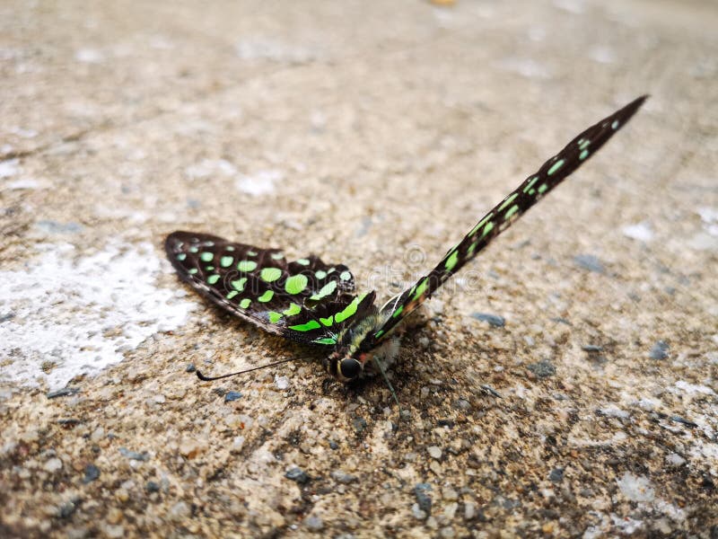 The falling down butterfly stock photo. Image of decoration - 204551378