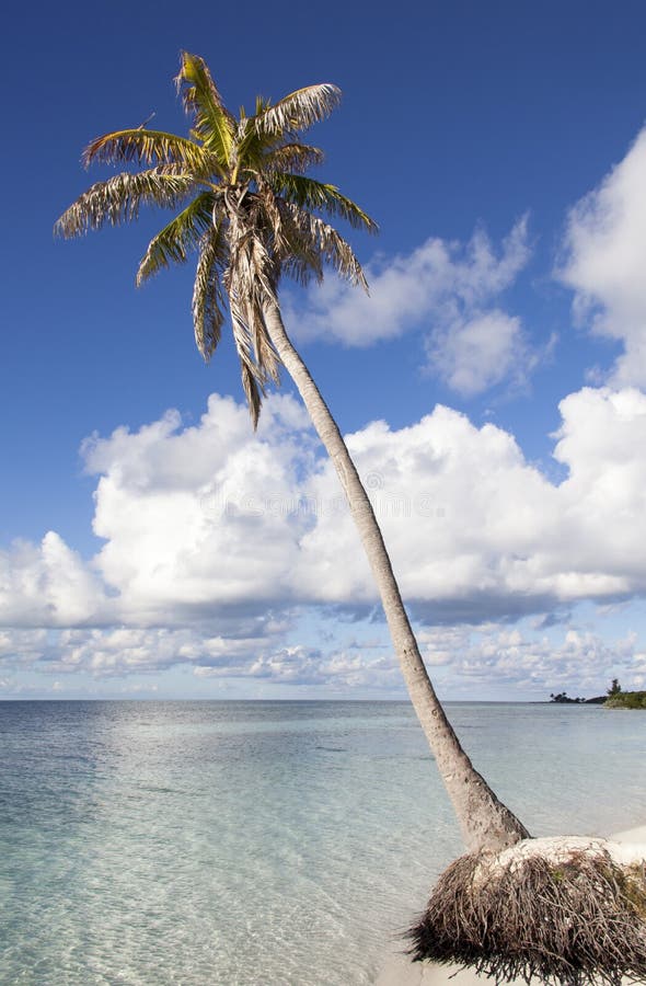 Falling Palm stock image. Image of tourism, tropical - 10961745