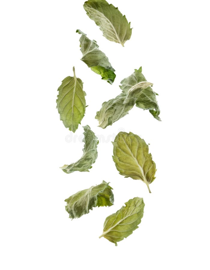 Falling Dry Leaves Isolated Transparent Background Clipping Path Stock ...