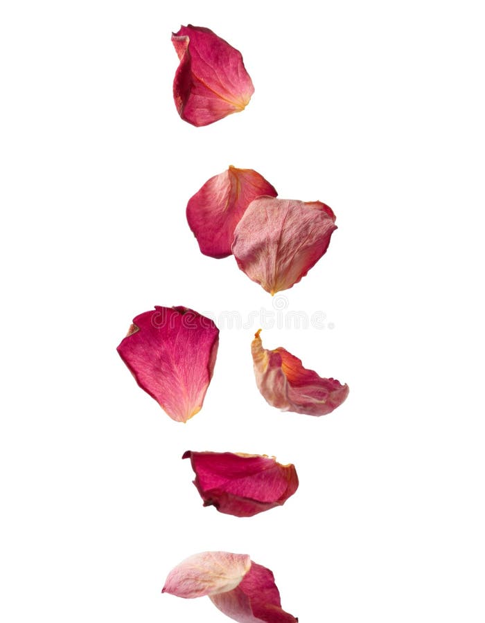 Falling Dried Rose Petals Isolated on Transparent Background with ...