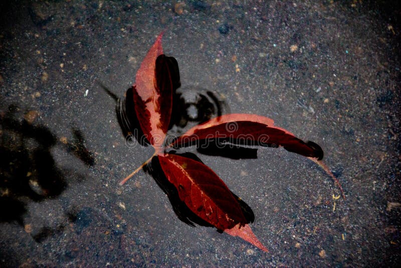 Falling Drop of Water in a Puddle Stock Photo - Image of water, blob ...