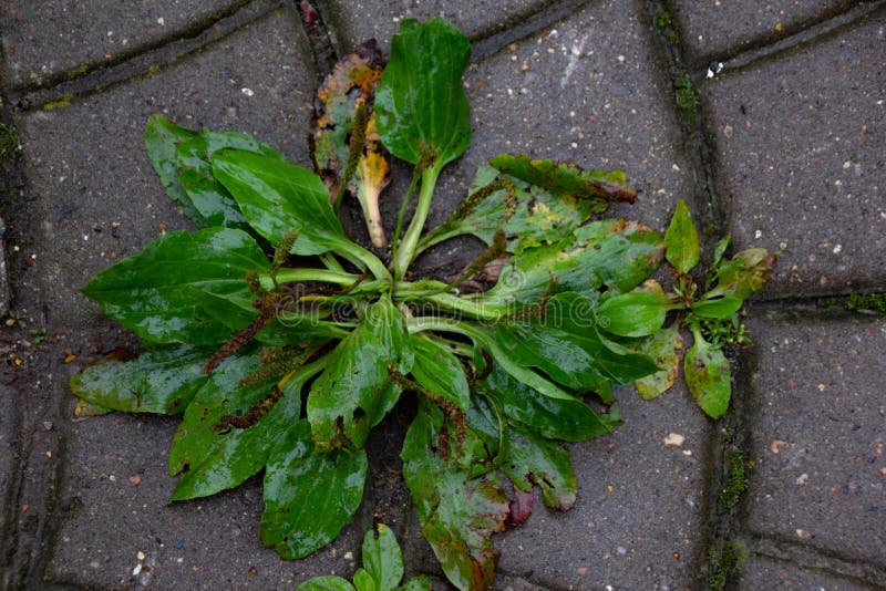 Falling Drop of Water in a Puddle Stock Image - Image of puddle, water ...