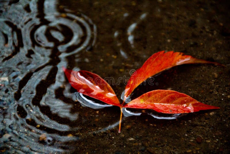 Falling Drop of Water in a Puddle Stock Photo - Image of splash ...