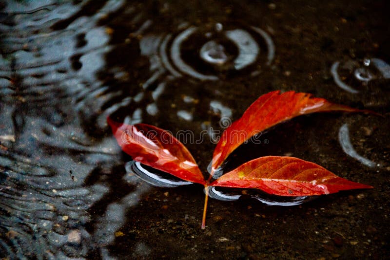 Falling Drop of Water in a Puddle Stock Photo - Image of splashing ...