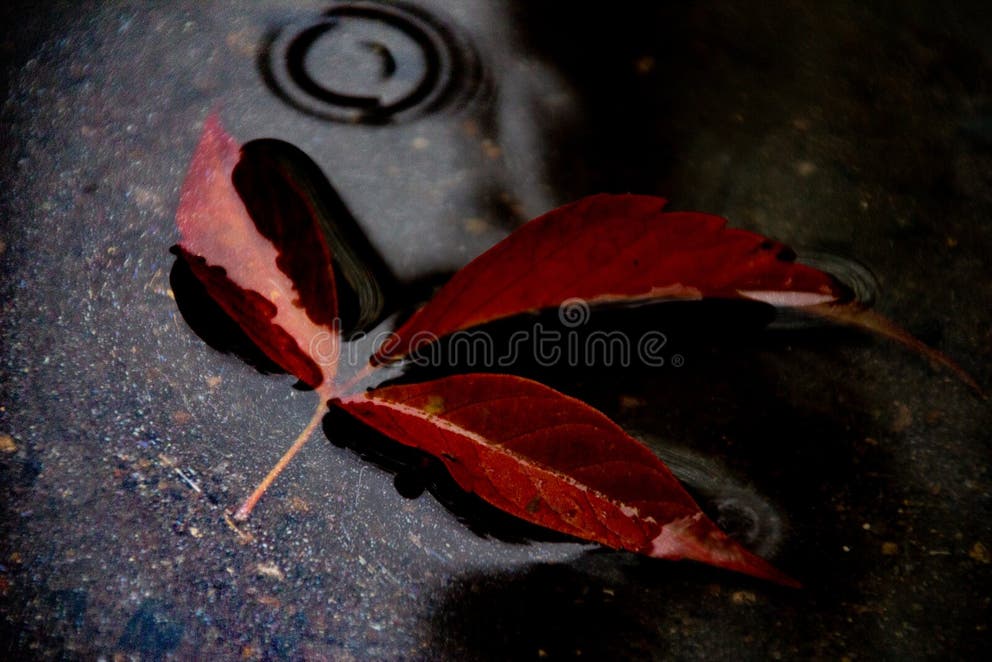 Falling Drop of Water in a Puddle Stock Photo - Image of puddle ...