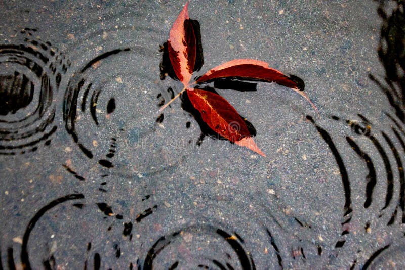 Falling Drop of Water in a Puddle Stock Photo - Image of falling, bead ...