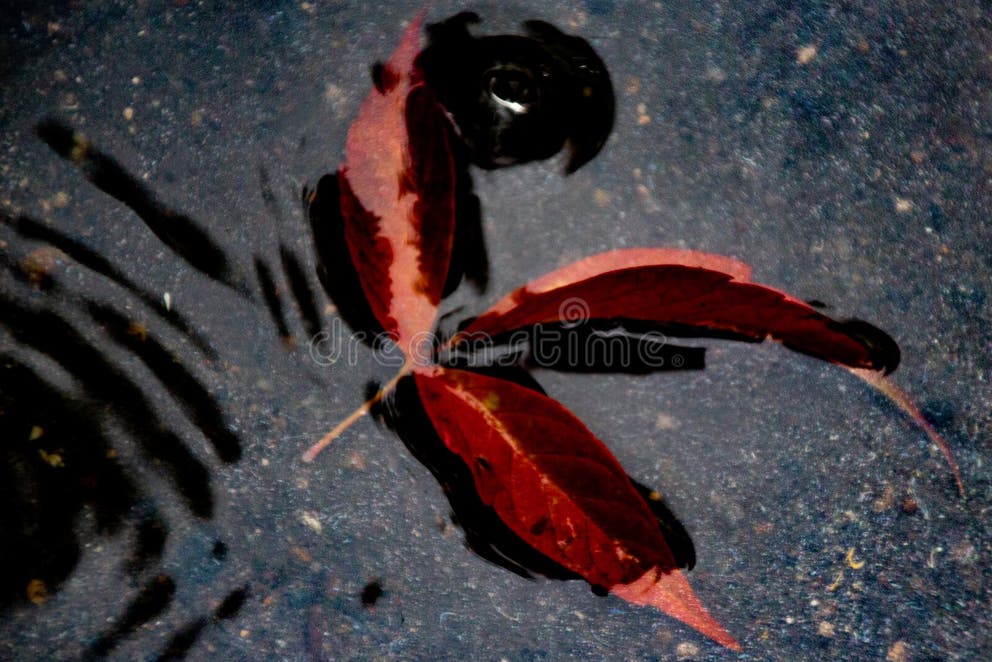 Falling Drop of Water in a Puddle Stock Image - Image of green, puddle ...