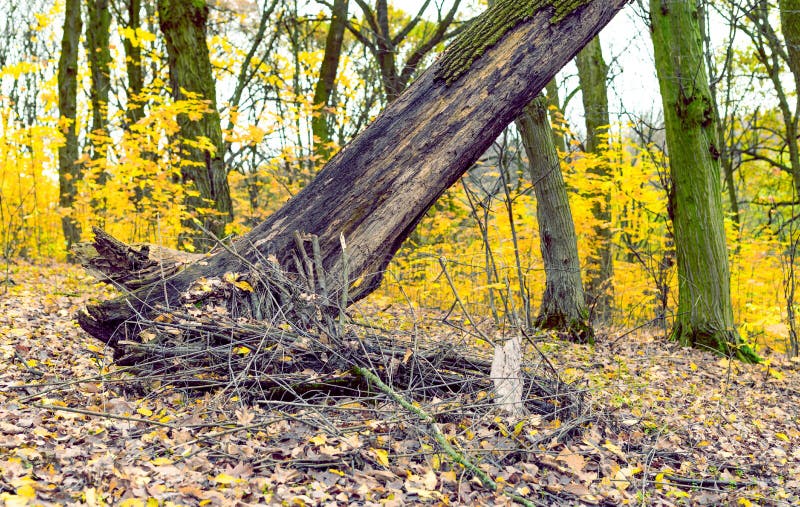 Falling Dry Old Oak Tree in the Forest Stock Image - Image of rotten ...