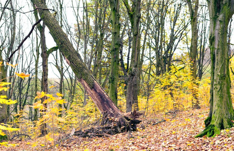 Falling Dry Old Oak Tree in the Forest Stock Photo - Image of ...