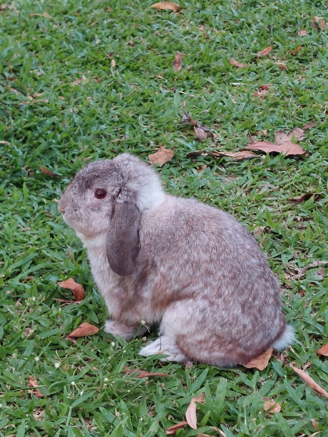 Gray rabbit sitting stock image. Image of animal, wildlife - 260422375