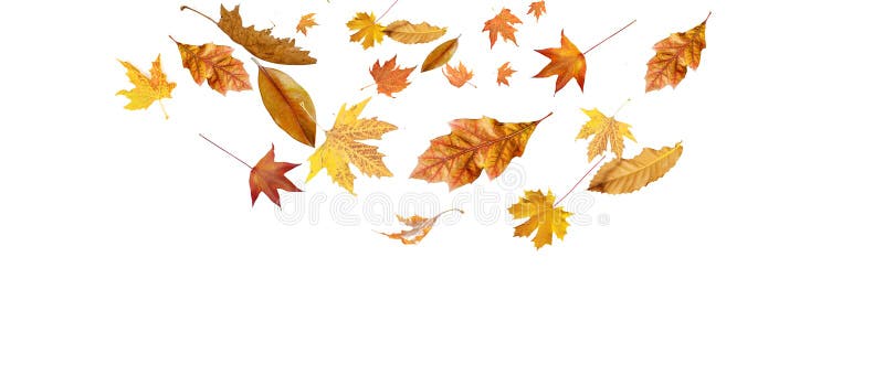 Falling Fall Fallen Leaves Autumn Background Transparent Isolated Stock ...