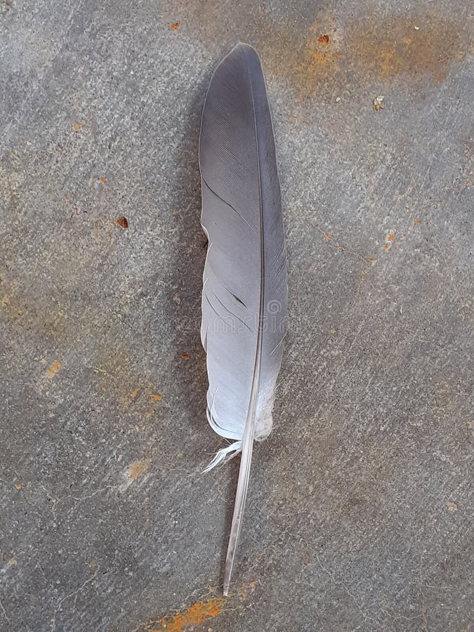 Falling feather stock photo. Image of background, moment - 3779572