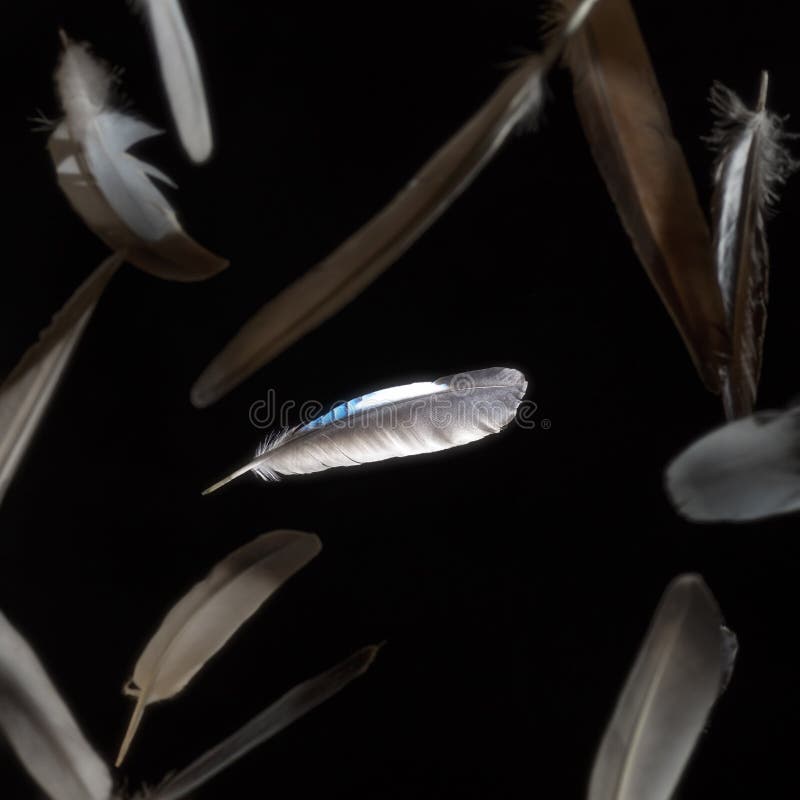 Falling Feathers Abstract Pattern. Stock Photo - Image of decoration ...