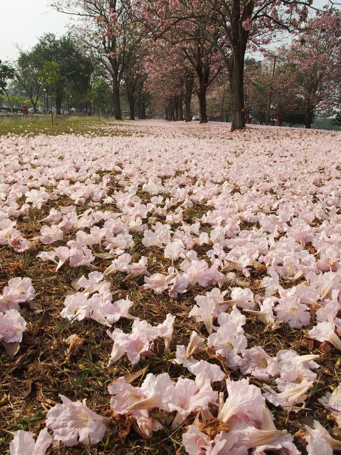 Falling flower stock image. Image of family, beautiful - 23319891