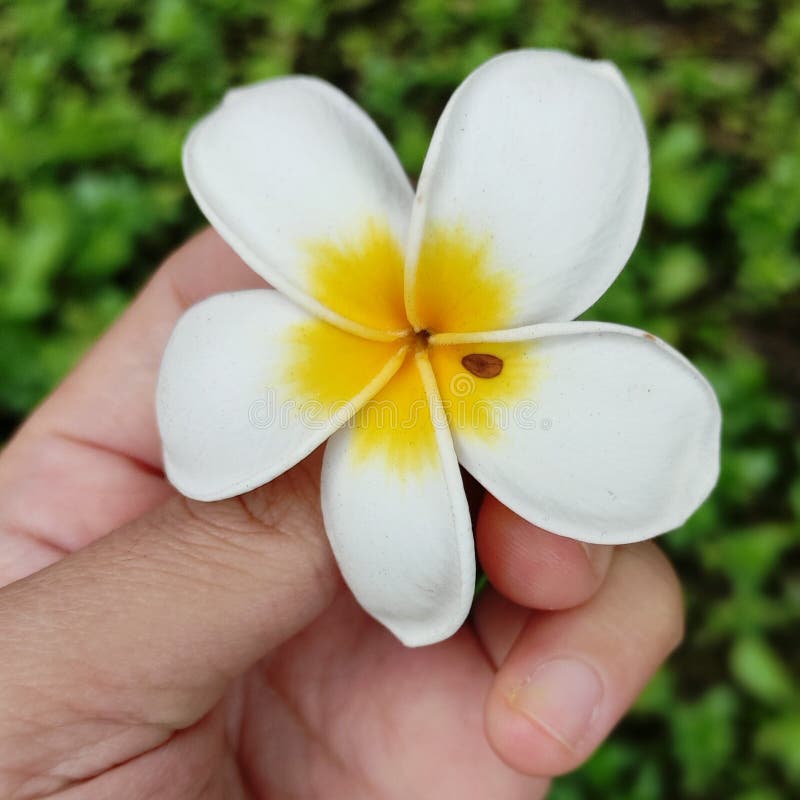 Falling Flower on the Street in Autumn Stock Photo - Image of indonesia ...