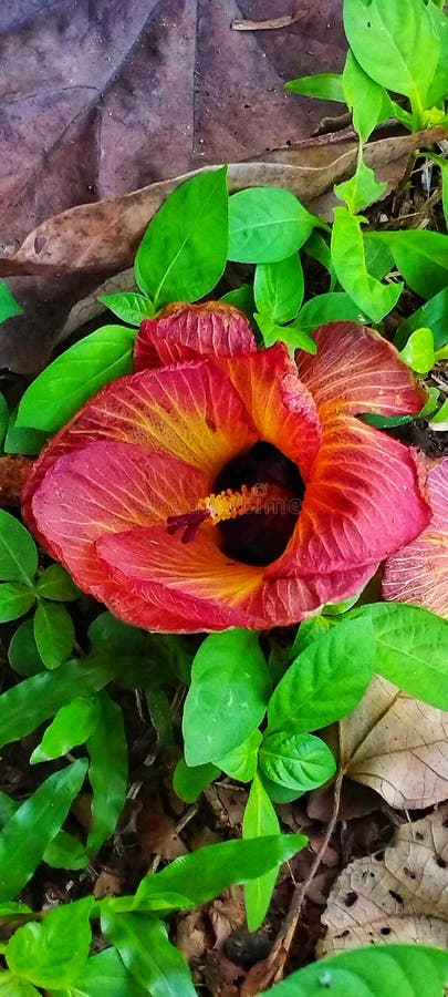 The Falling Flower Part Four Stock Image - Image of falling, leaf ...