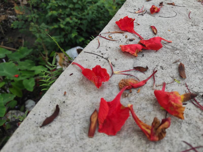 Falling flower petals stock image. Image of flower, spring - 262050743