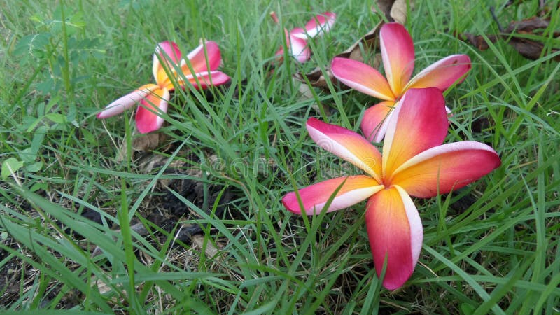 Falling Flowers on the Grass Field Stock Photo - Image of falling ...
