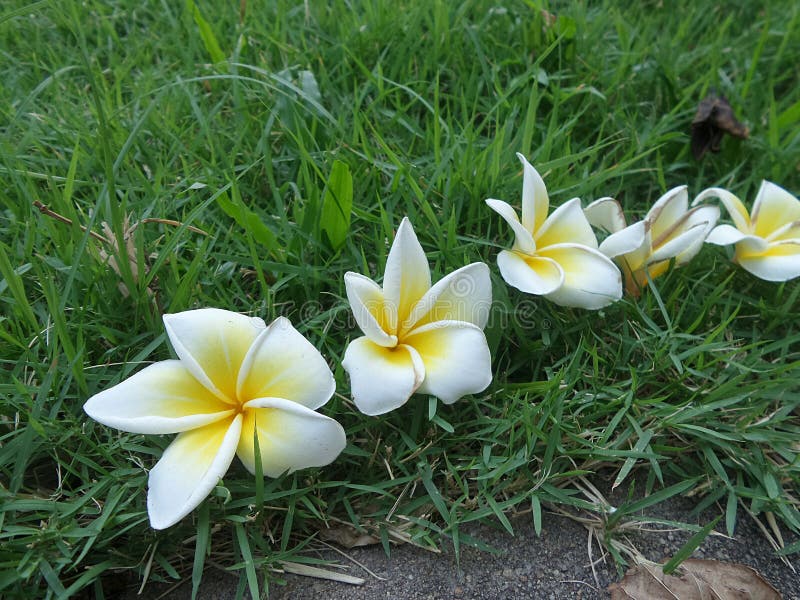 Falling Flowers on Waterlily Leaf Stock Photo - Image of placid, leaf ...