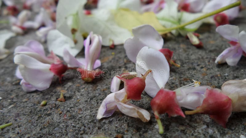 Falling Flowers on Ground after the Rain Stock Photo - Image of rain ...