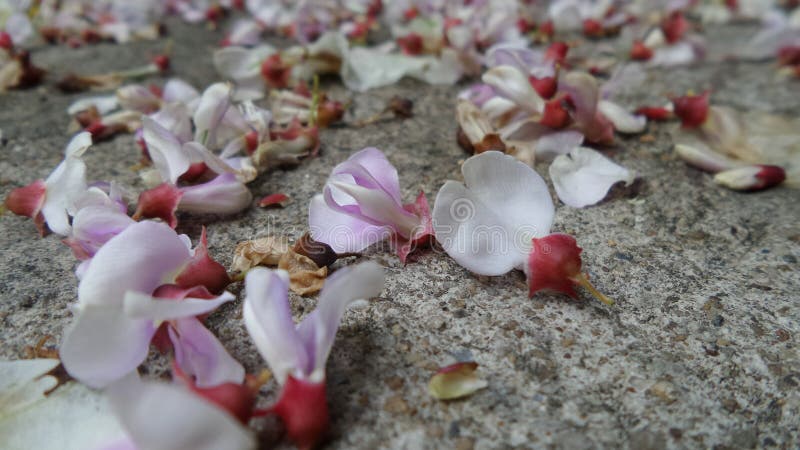 Falling Flowers on Ground after the Rain Stock Image - Image of ...