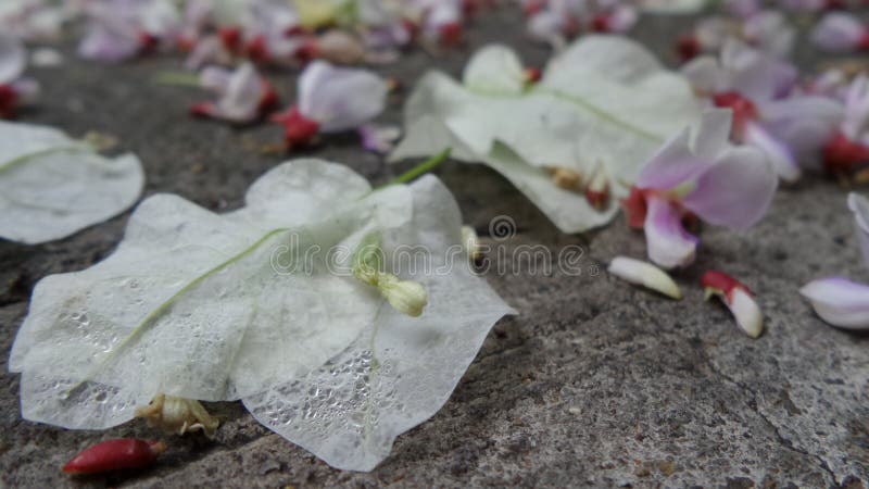 Falling Flower on the Street in Autumn Stock Photo - Image of indonesia ...