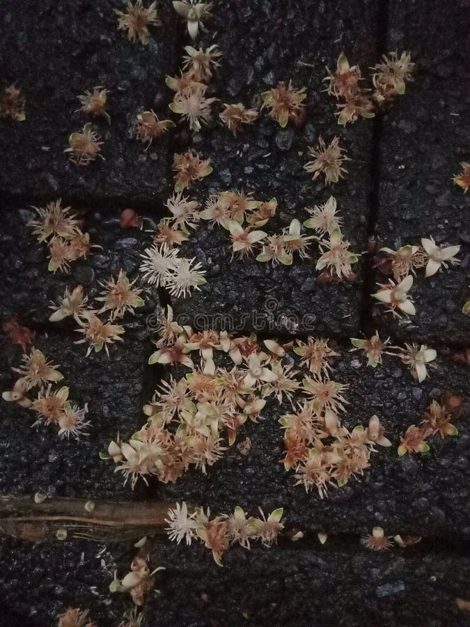 Falling Flowers Isolated on a White Background Stock Photo - Image of ...