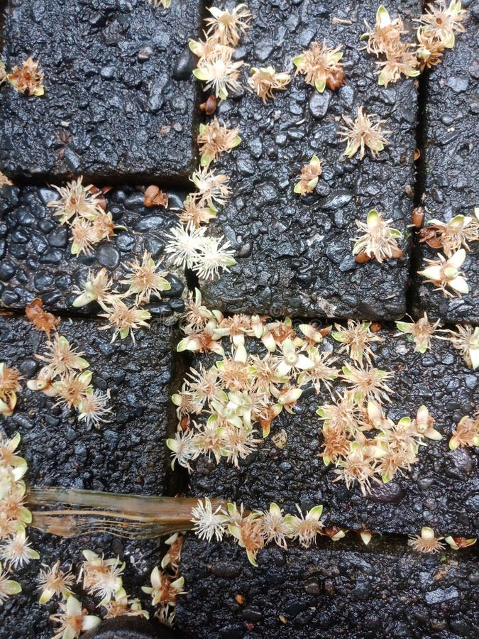 Falling Flowers Palm Trees Bright Light Stock Photo - Image of light ...