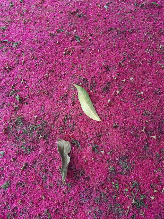 Falling Flowers Produce Beautiful Photos Stock Photo - Image of fall ...