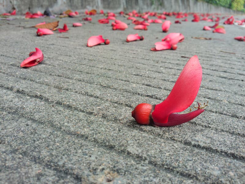 Falling flowers stock photo. Image of blooming, nature - 30717074