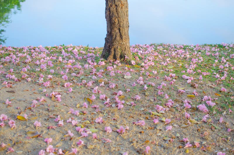 Falling flowers stock photo. Image of garden, field, clear - 40764348