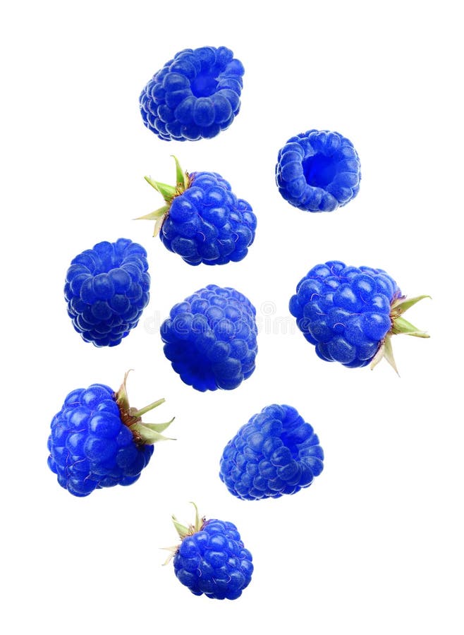 Falling Fresh Tasty Blue Raspberries on White Background Stock Image ...