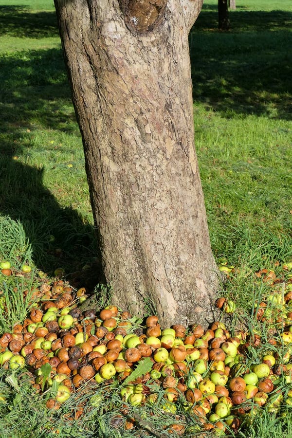 Autumn Orchard with Fallen Fruit Stock Image - Image of agriculture ...