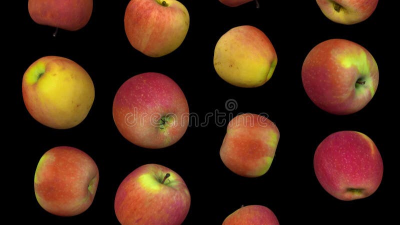 Falling Fuji Apples on Transparent Background Looping with Alpha ...