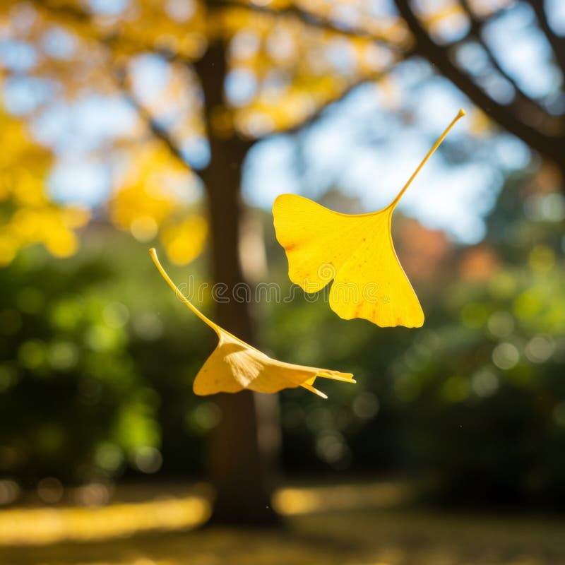Falling Ginkgo Leaves in Autumn Sunlight Stock Illustration ...