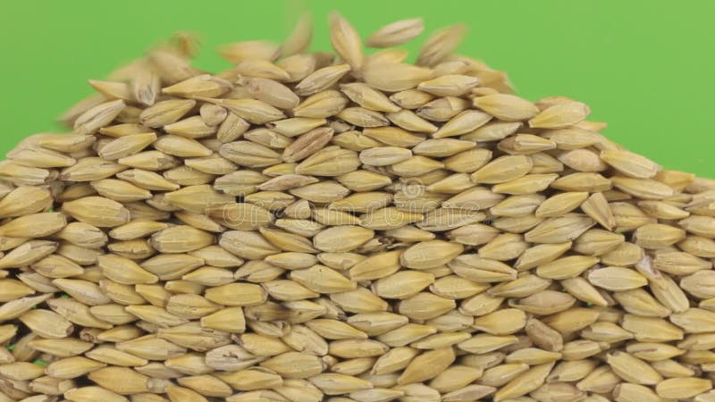 Falling Grains of Barley on a Pile of Barley on a Green Screen. Stock ...