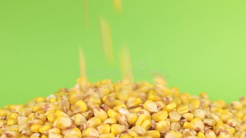 Falling Corn Grain Down. Shooting from the Bottom Up. Seeds Falling on ...