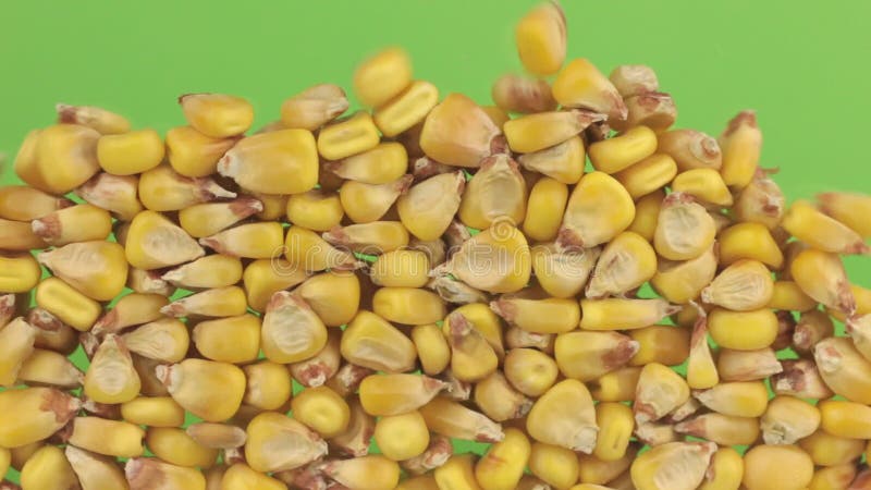 Falling Grains of Corn on a Pile of Corn on a Green Screen. Stock ...