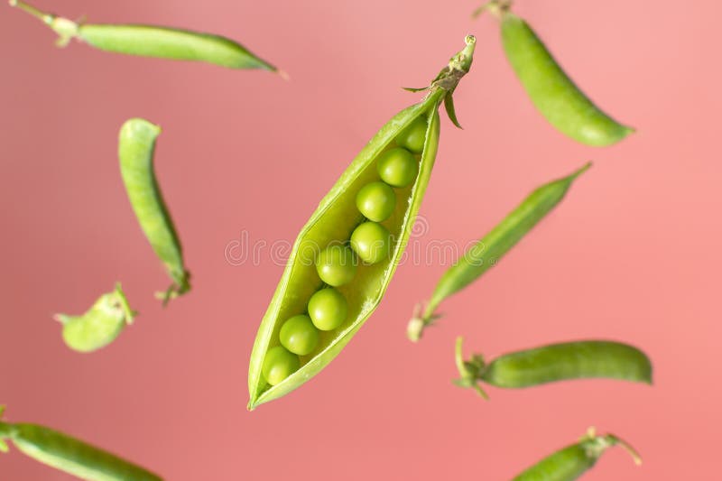 Falling Green Pea Pods Isolated on Pink Background Stock Photo - Image ...
